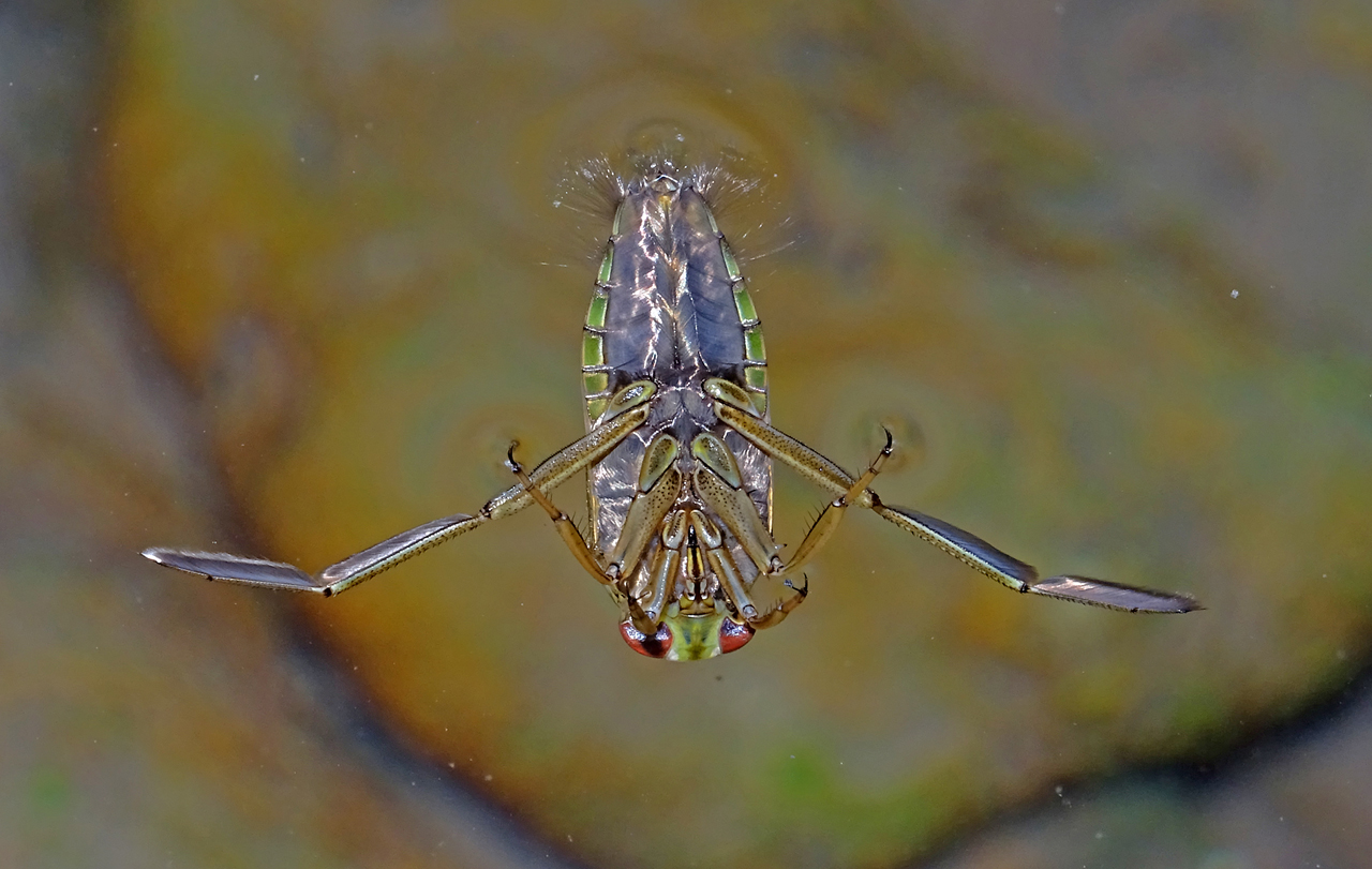 My 10 best field macrophotographies