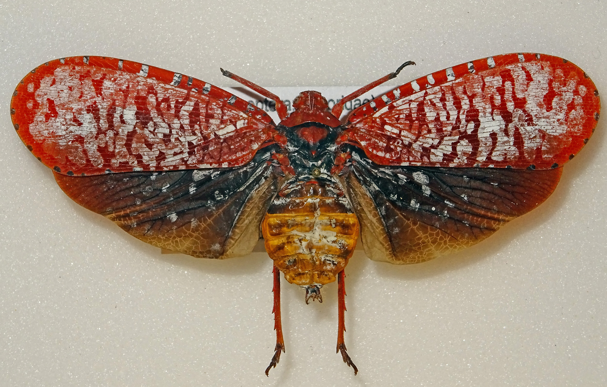 Fulgoridae - Entomologic Box 2