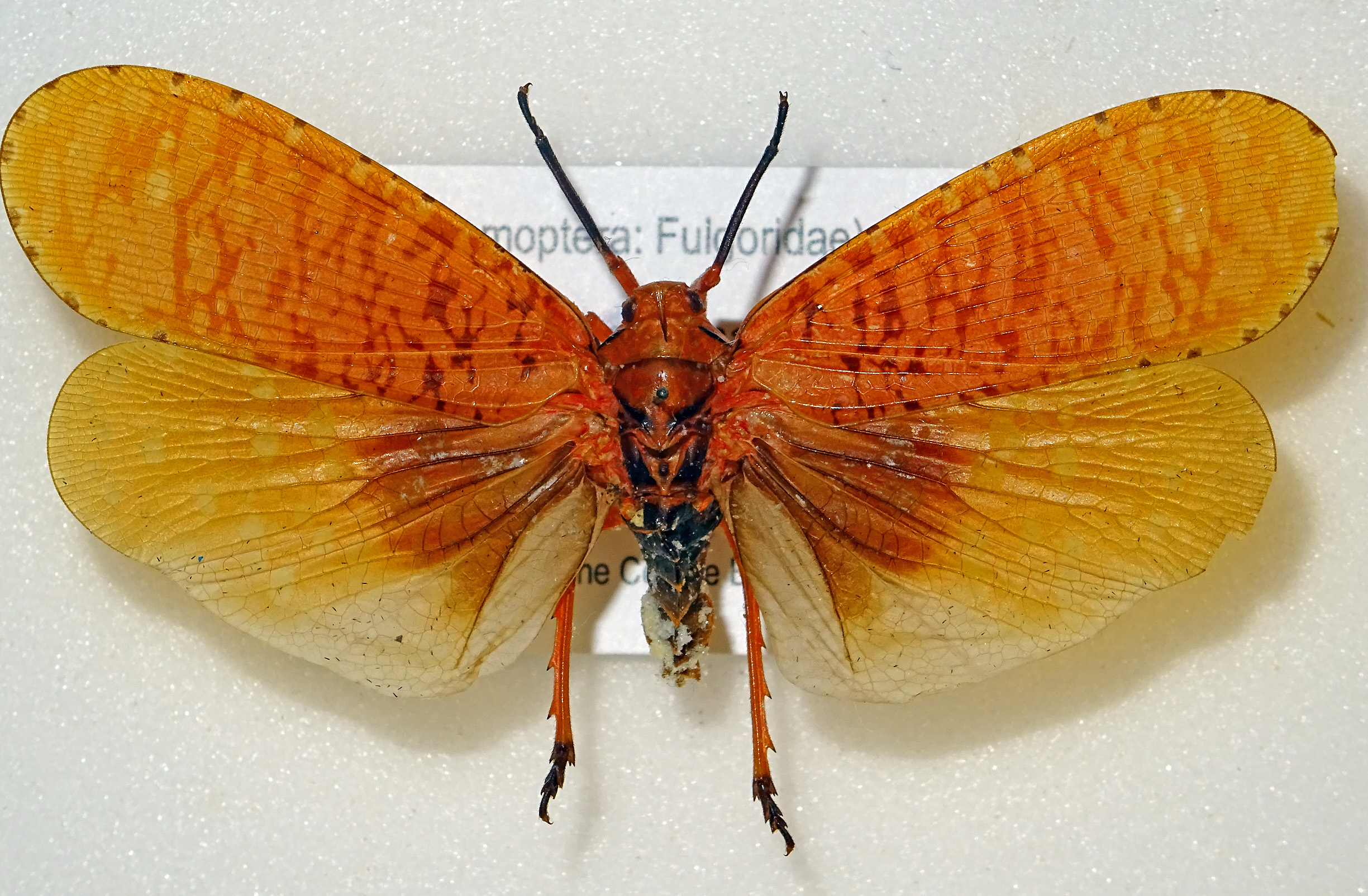 Fulgoridae - Entomologic Box 2