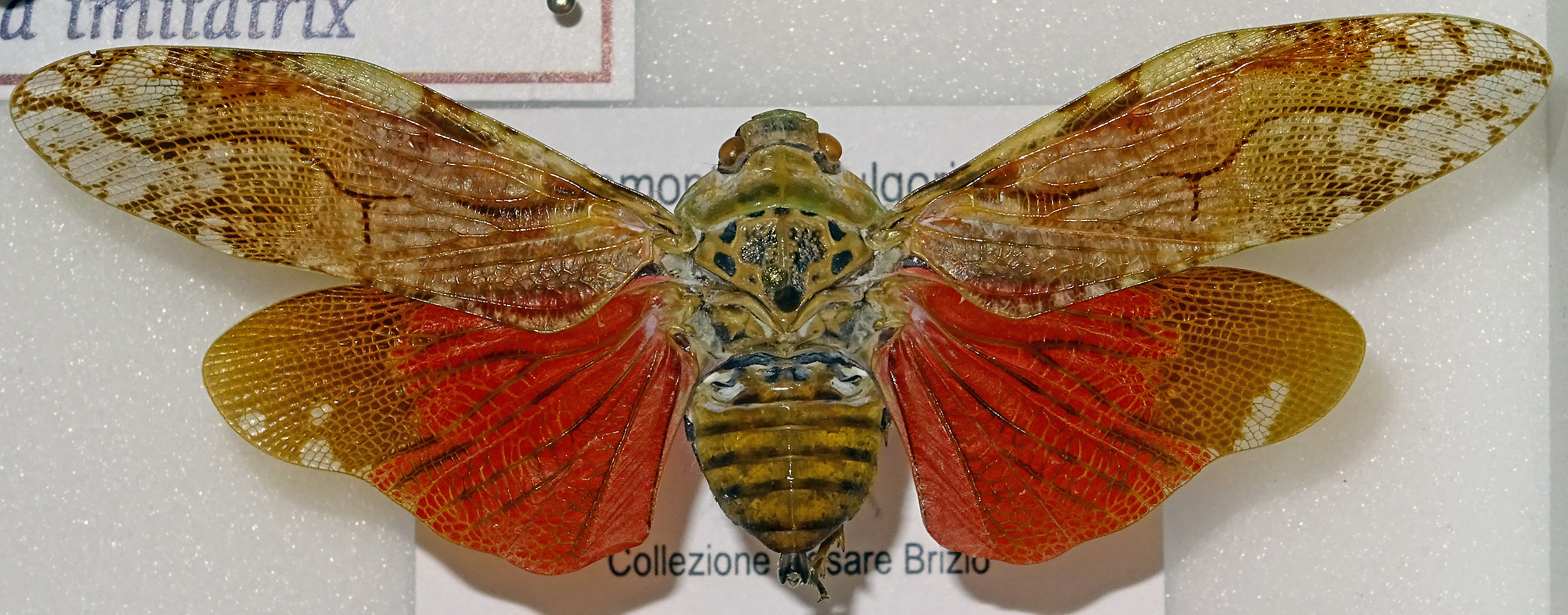 Fulgoridae - Entomologic Box 1