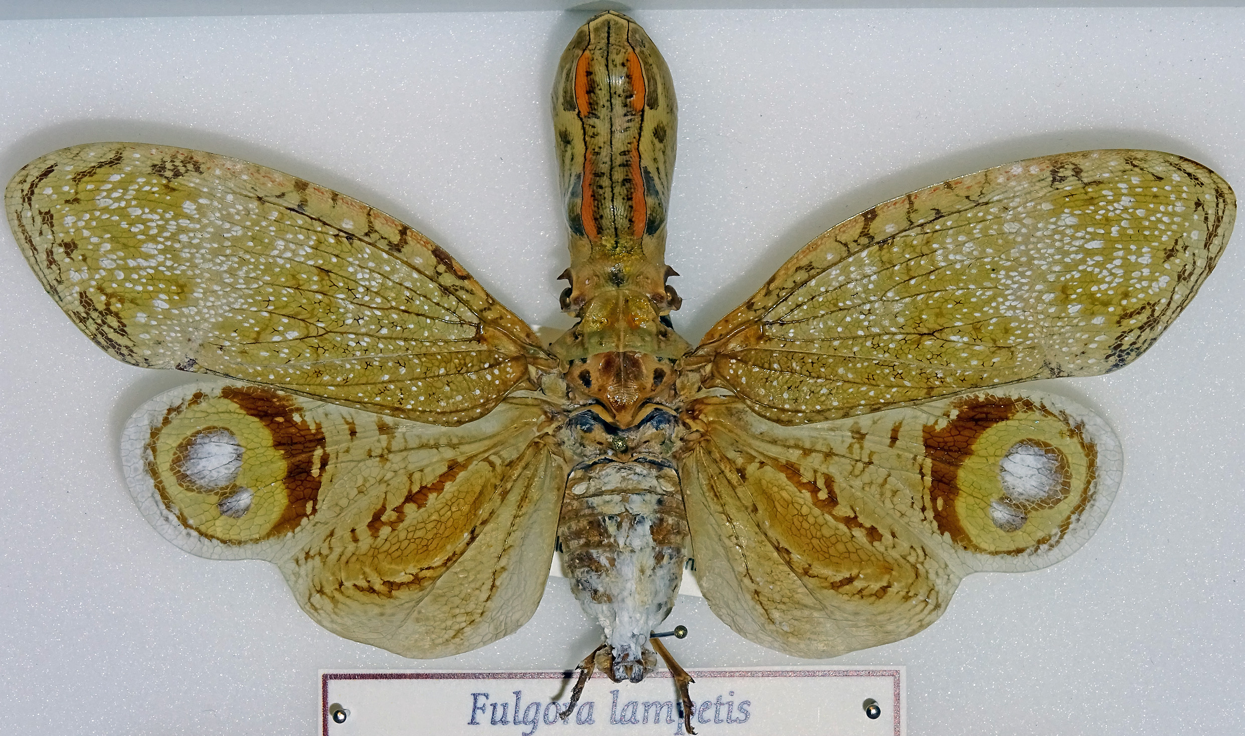 Fulgoridae - Entomologic Box 1