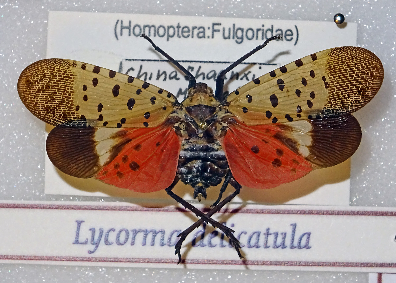 Fulgoridae - Entomologic Box 2