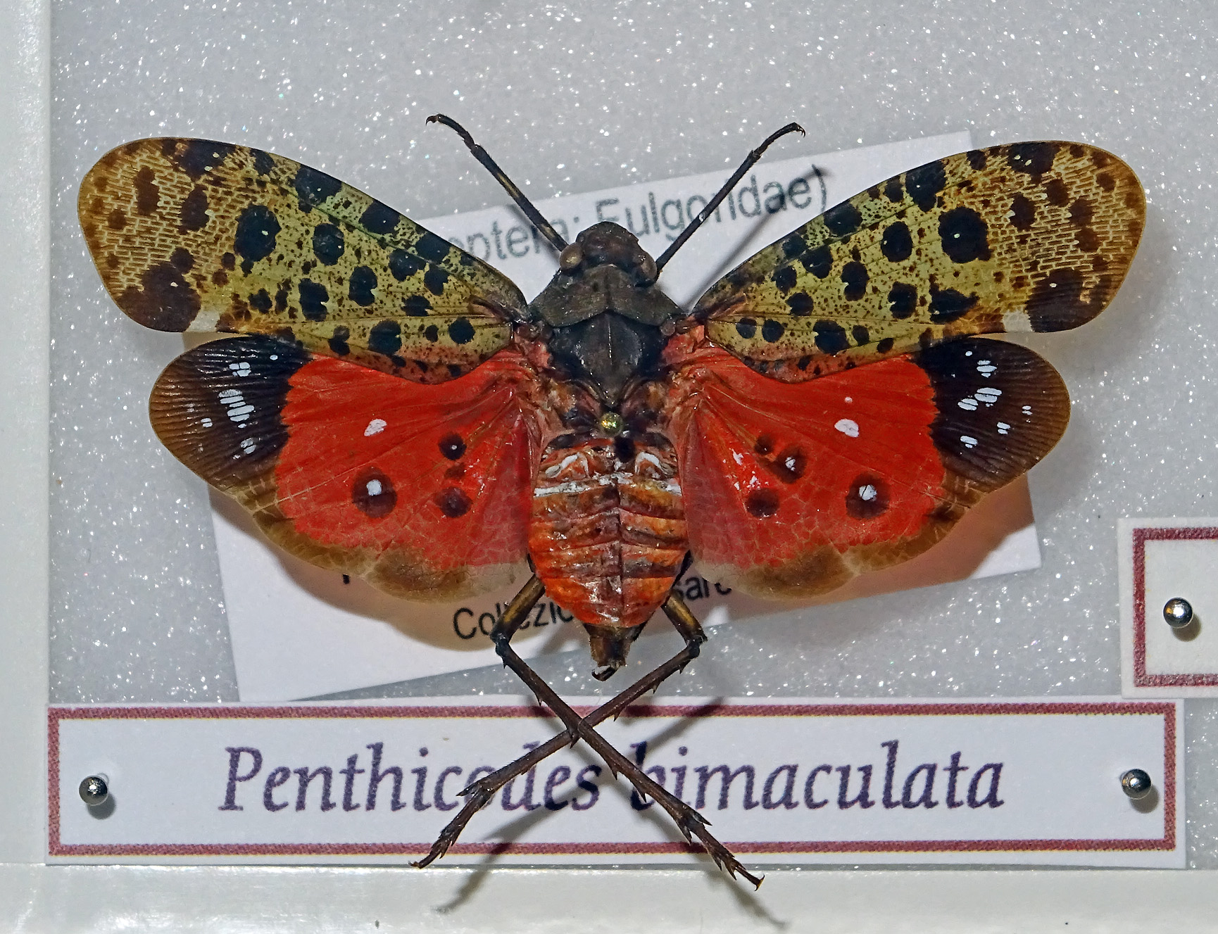 Fulgoridae - Entomologic Box 2