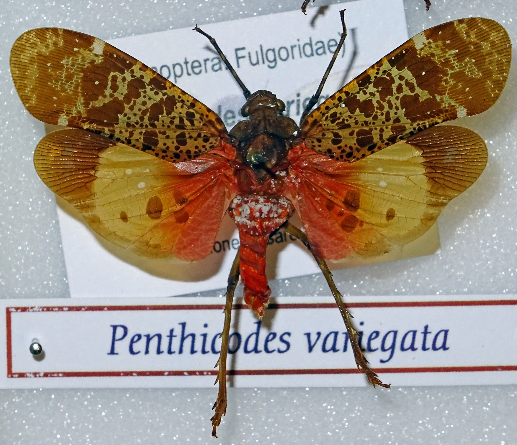 Fulgoridae - Entomologic Box 2