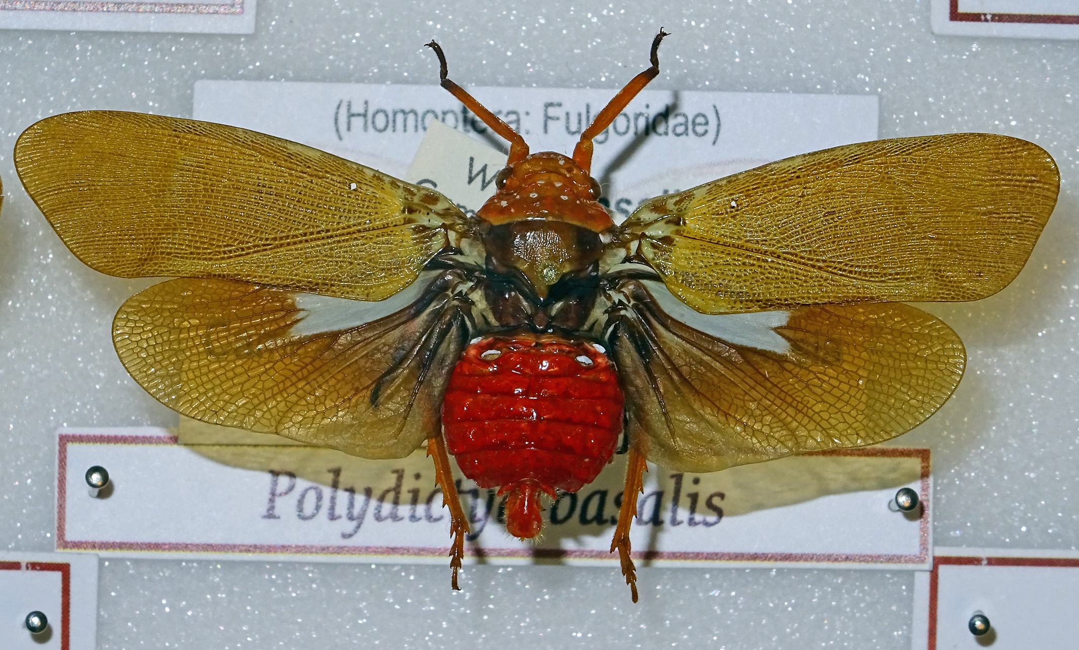 Fulgoridae - Entomologic Box 2
