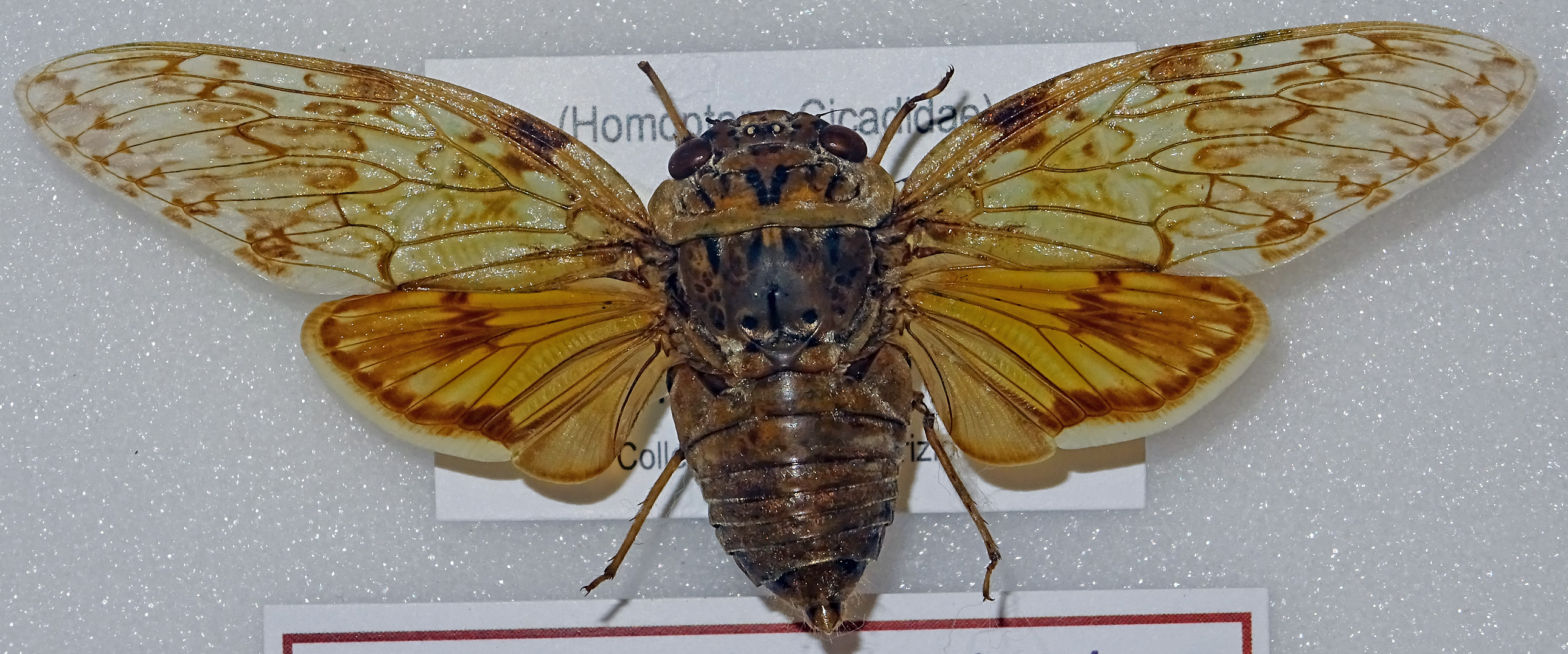 Cicadidae - Entomologic Box 1