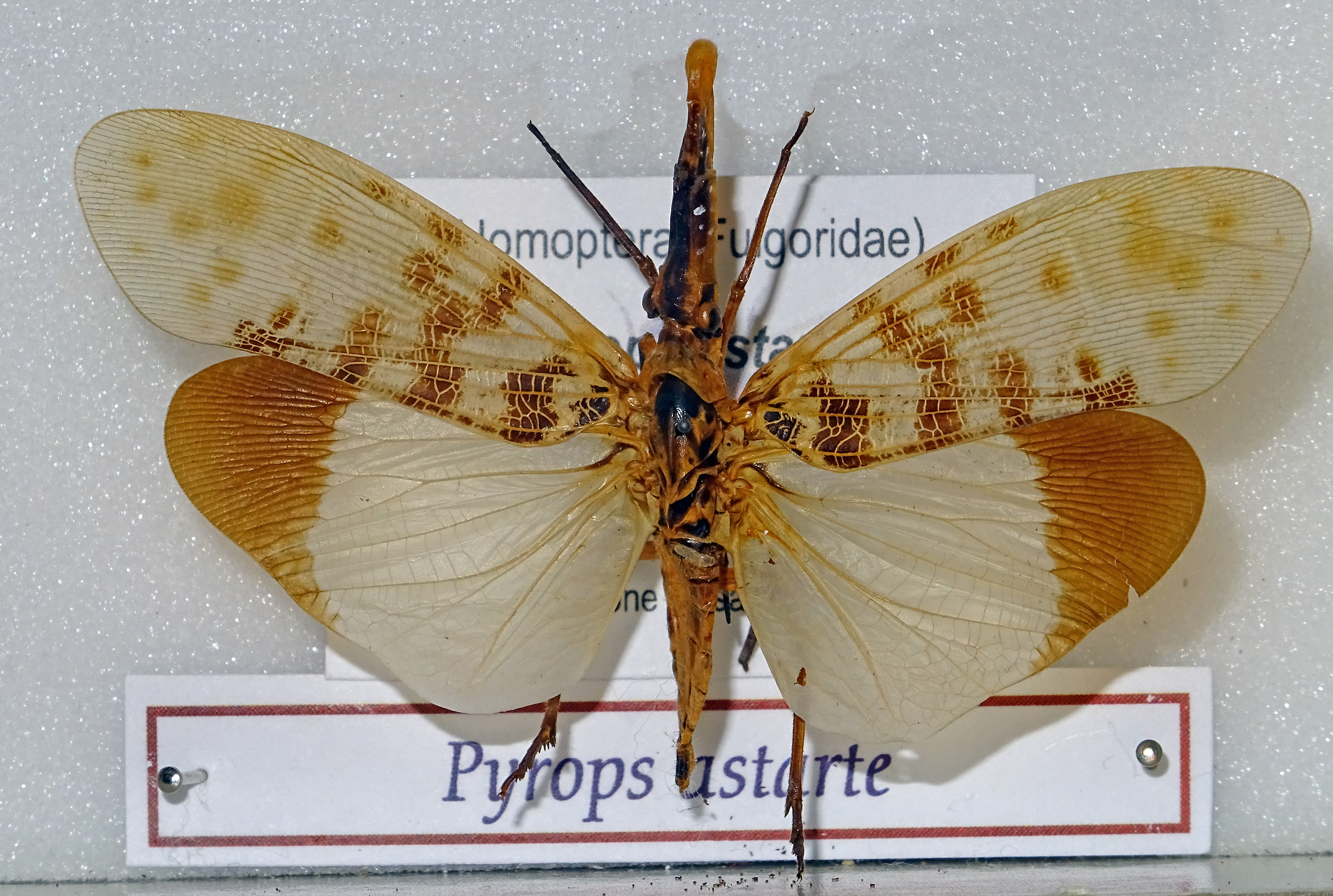 Fulgoridae - Entomologic Box 3
