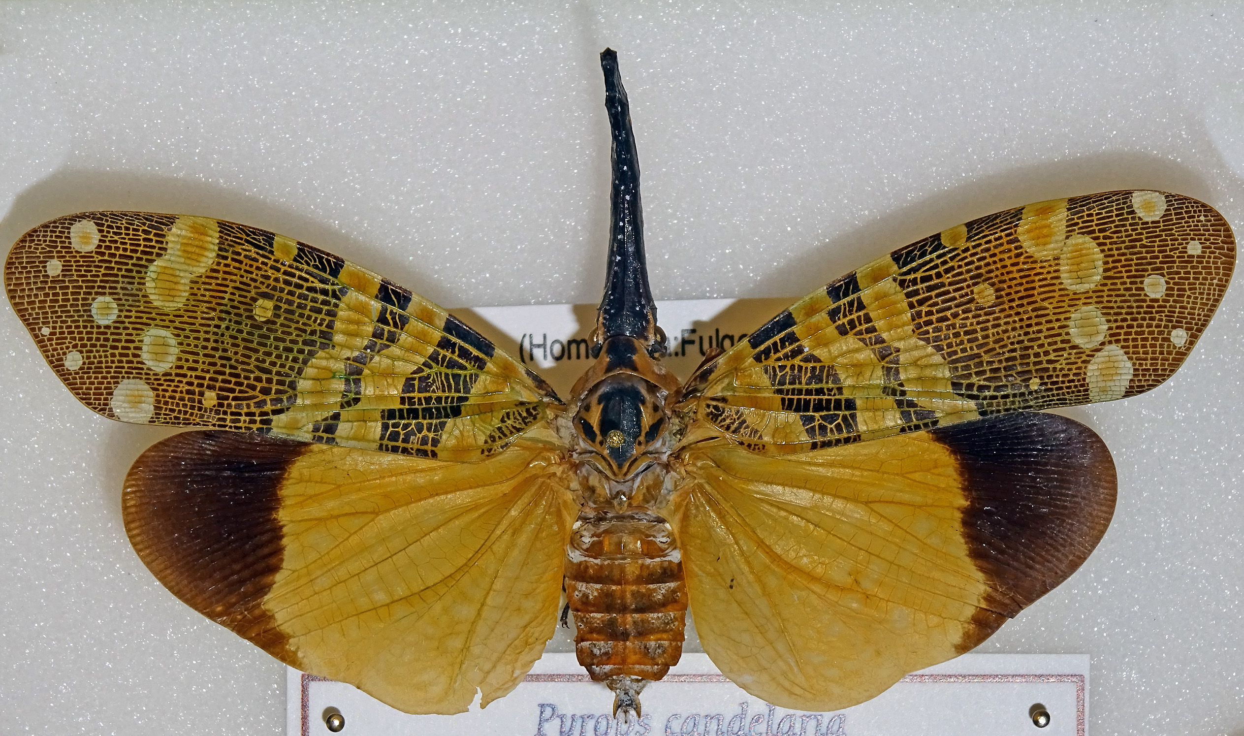 Fulgoridae - Entomologic Box 3