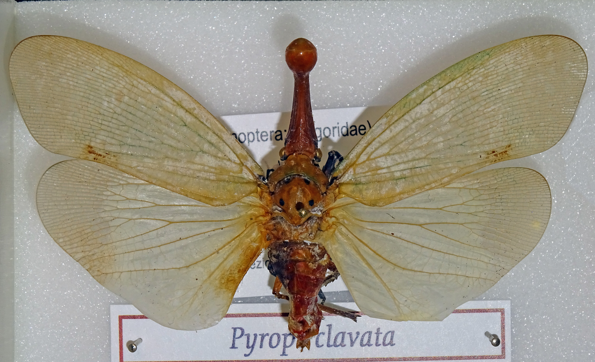 Fulgoridae - Entomologic Box 3