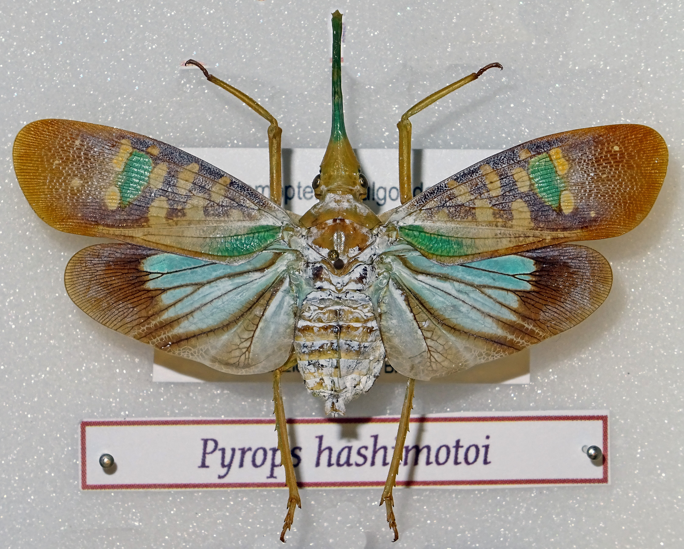 Fulgoridae - Entomologic Box 3