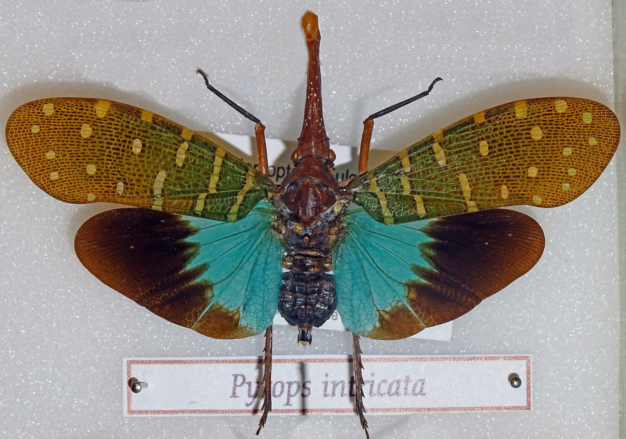 Fulgoridae - Entomologic Box 3