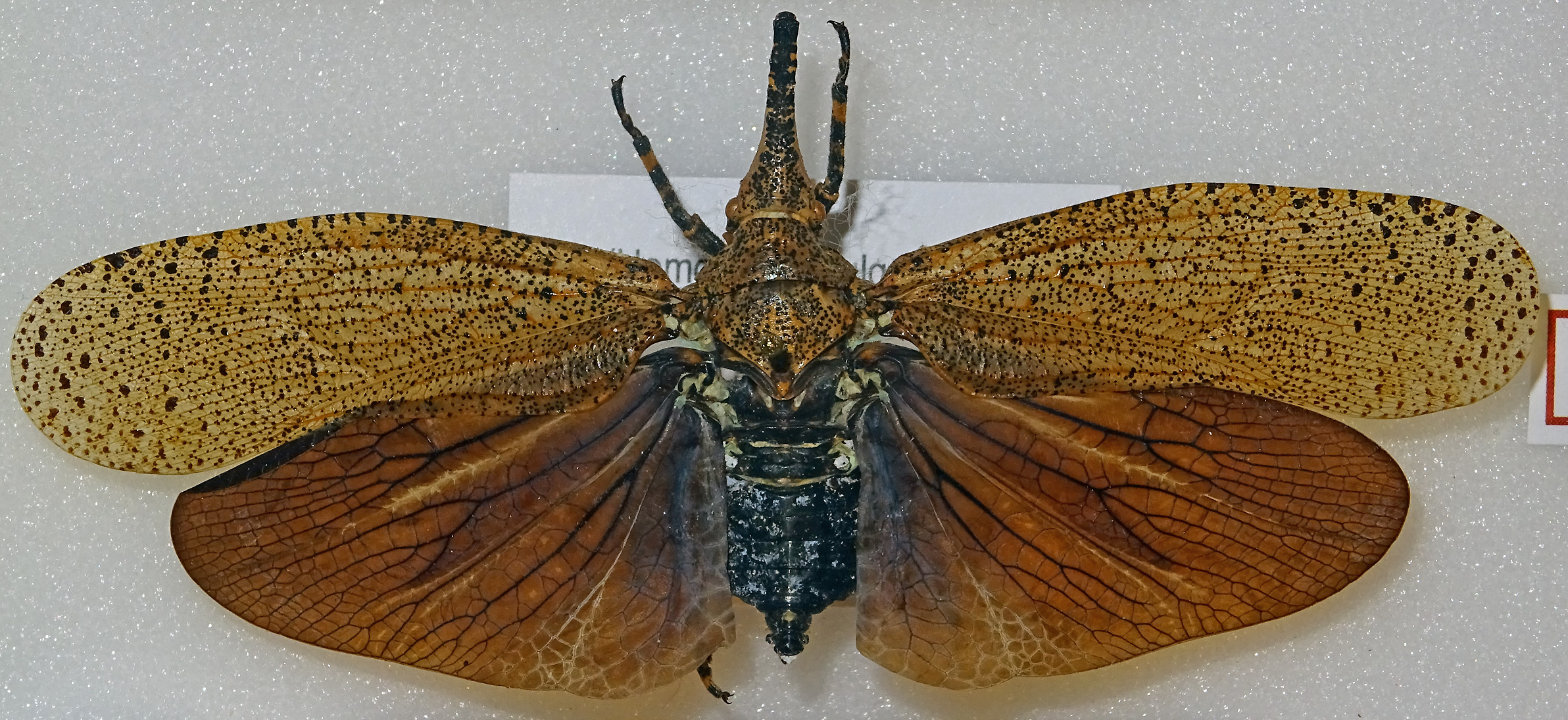 Fulgoridae - Entomologic Box 3