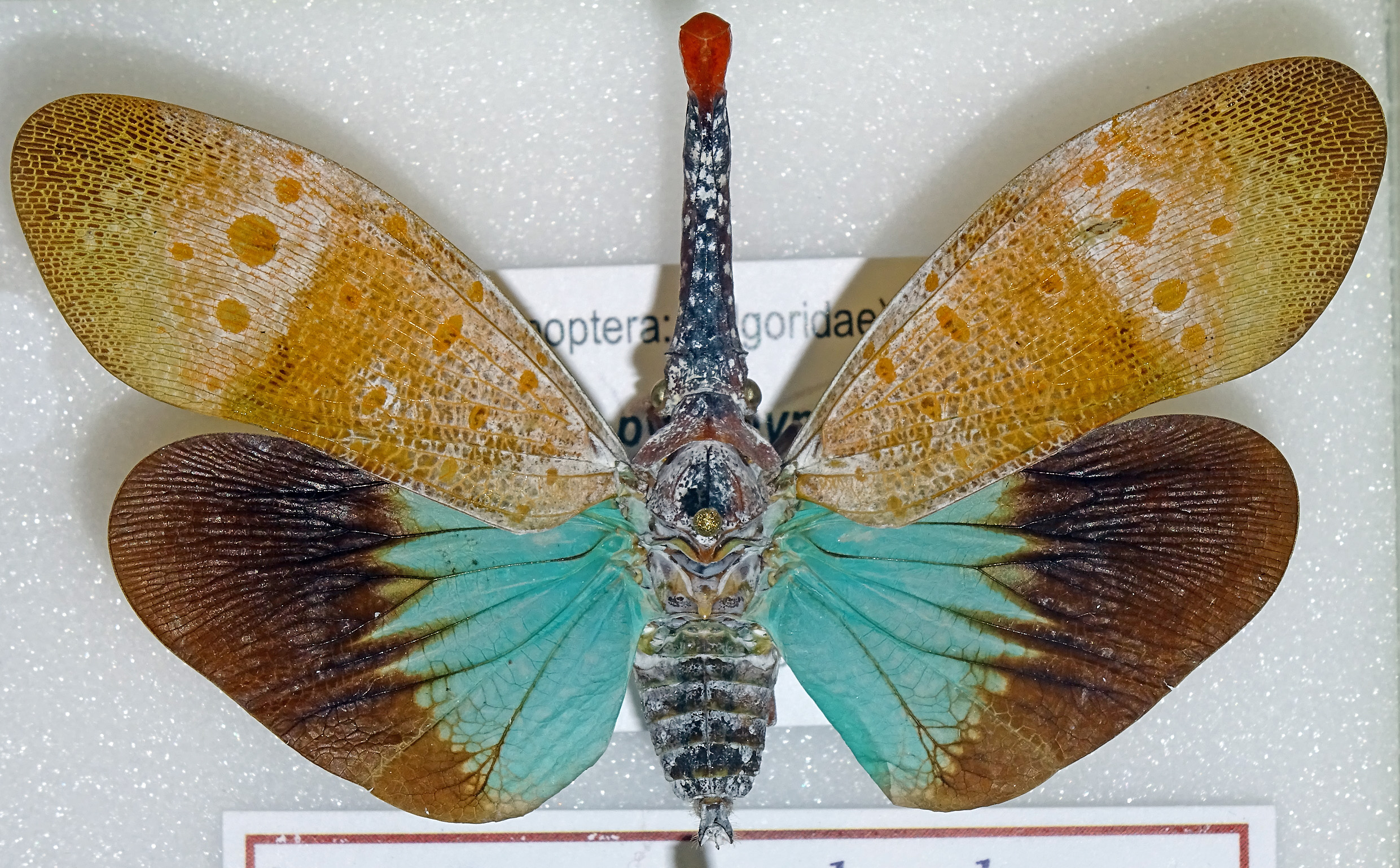 Fulgoridae - Entomologic Box 3