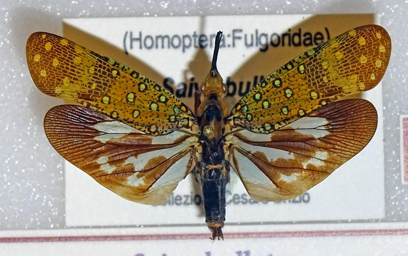 Fulgoridae - Entomologic Box 2