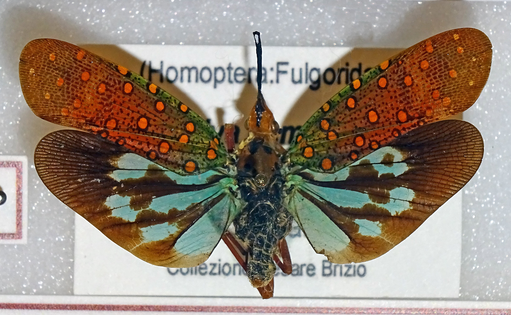 Fulgoridae - Entomologic Box 2