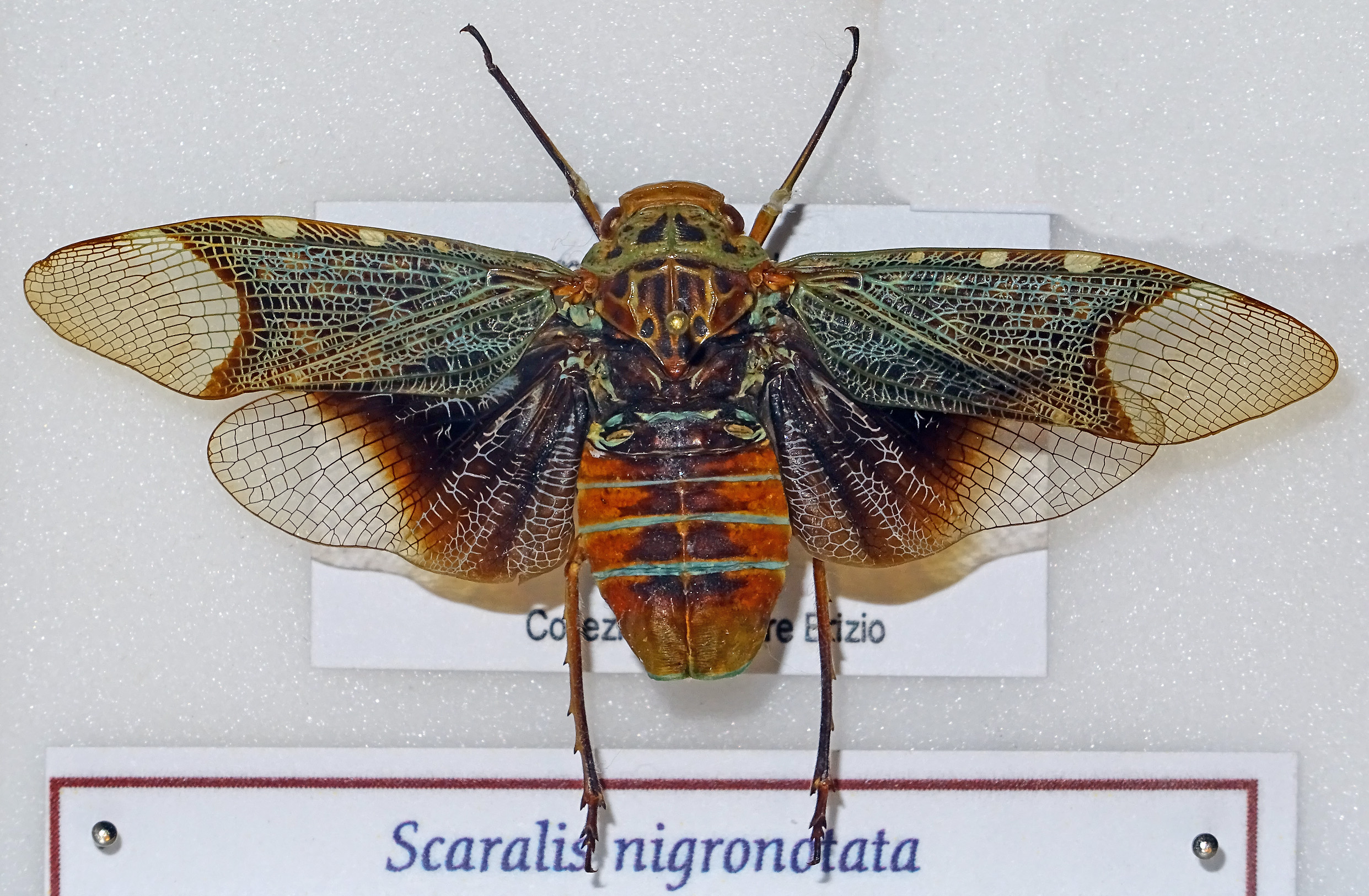 Fulgoridae - Entomologic Box 1