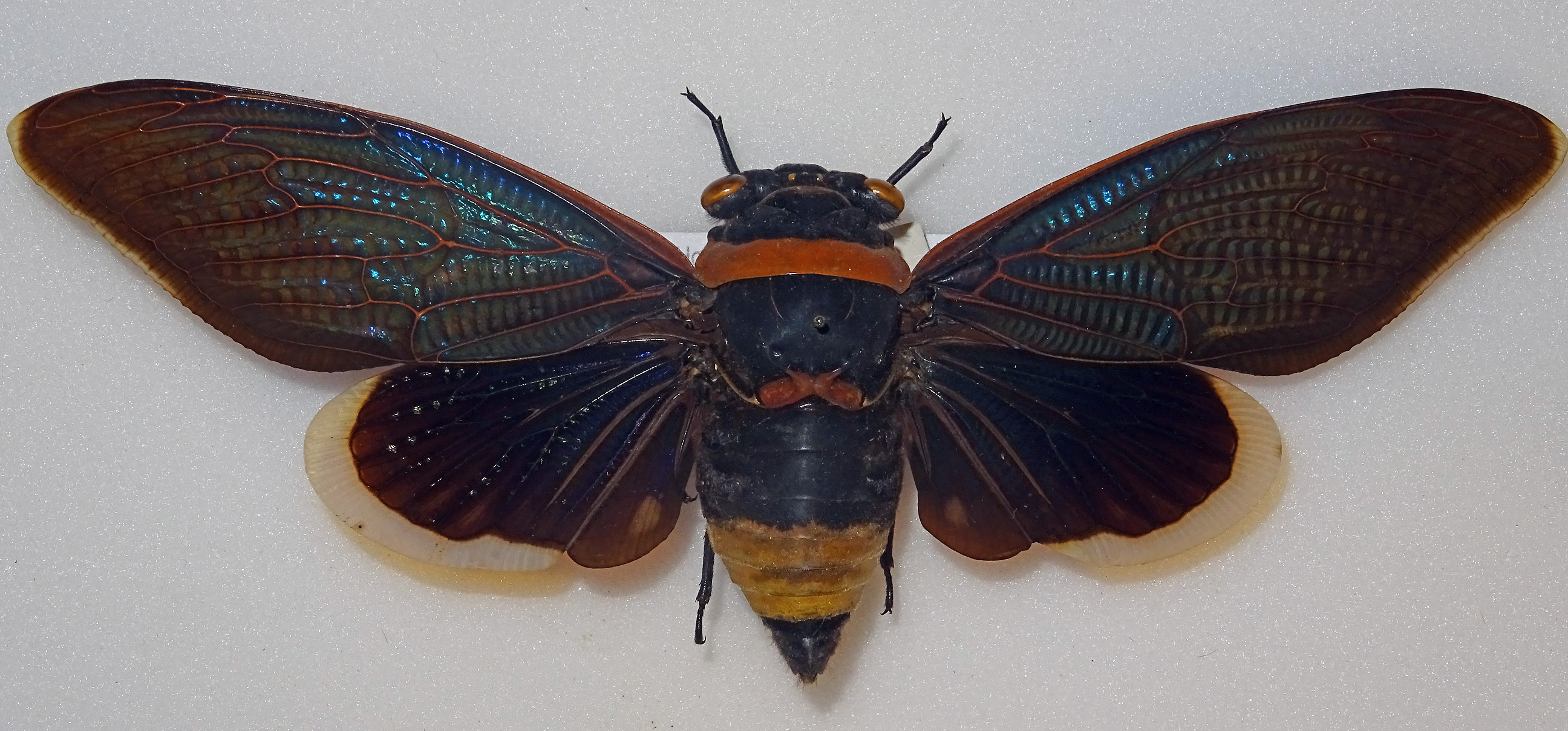Cicadidae - Entomologic Box 1