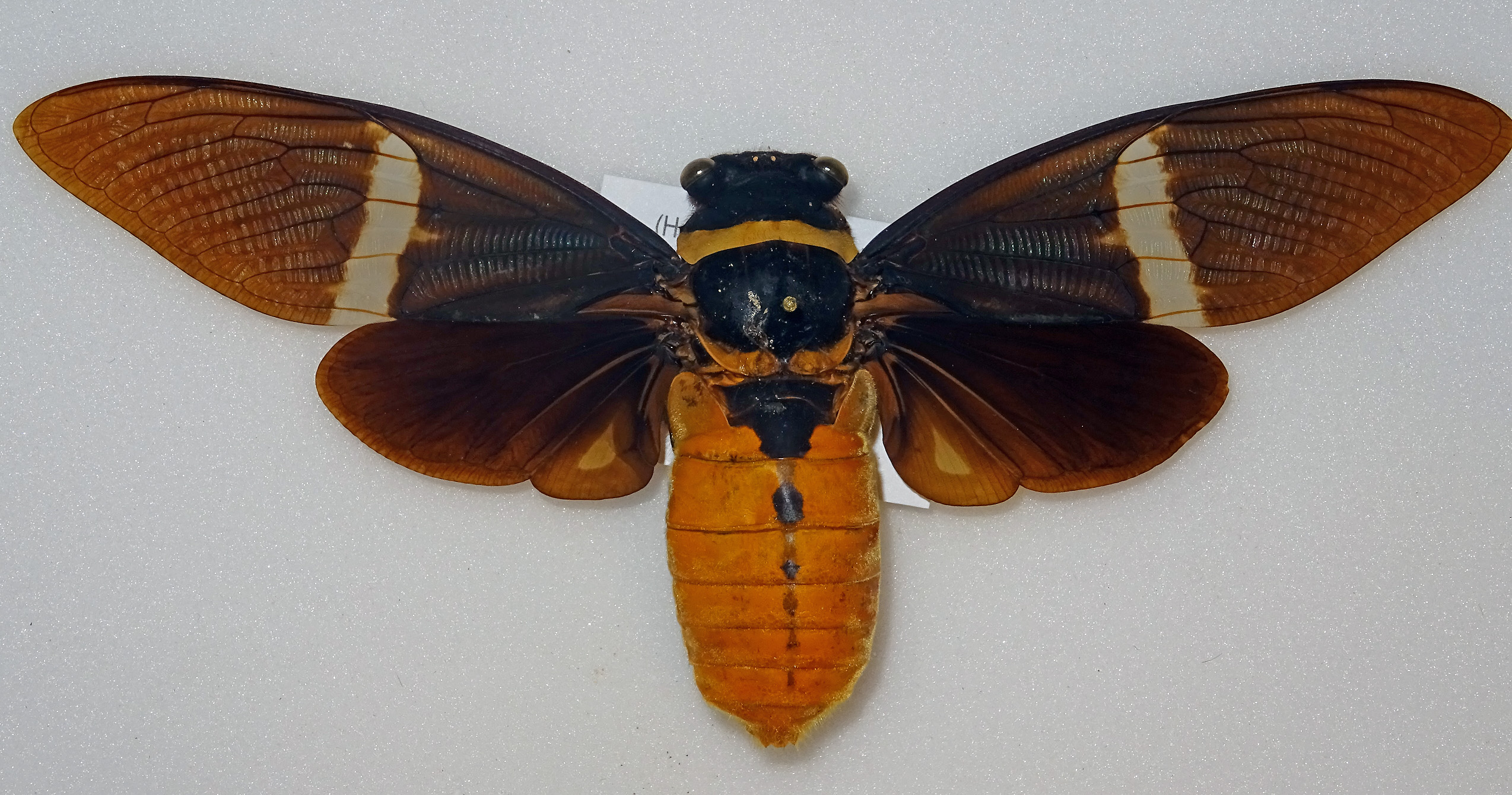 Cicadidae - Entomologic Box 1
