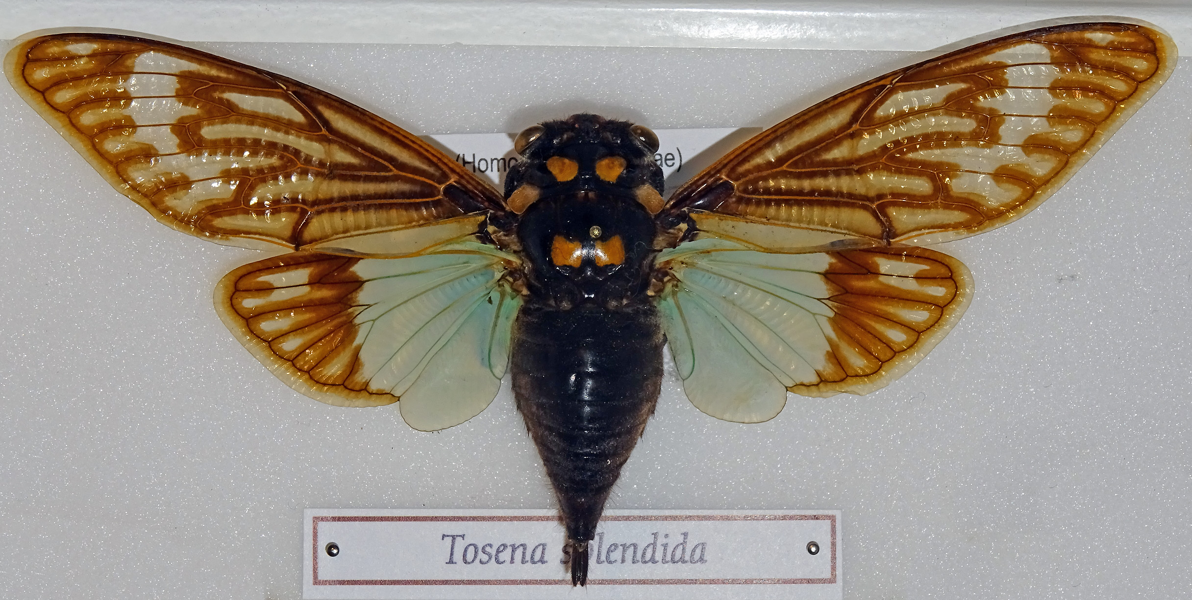 Cicadidae - Entomologic Box 1