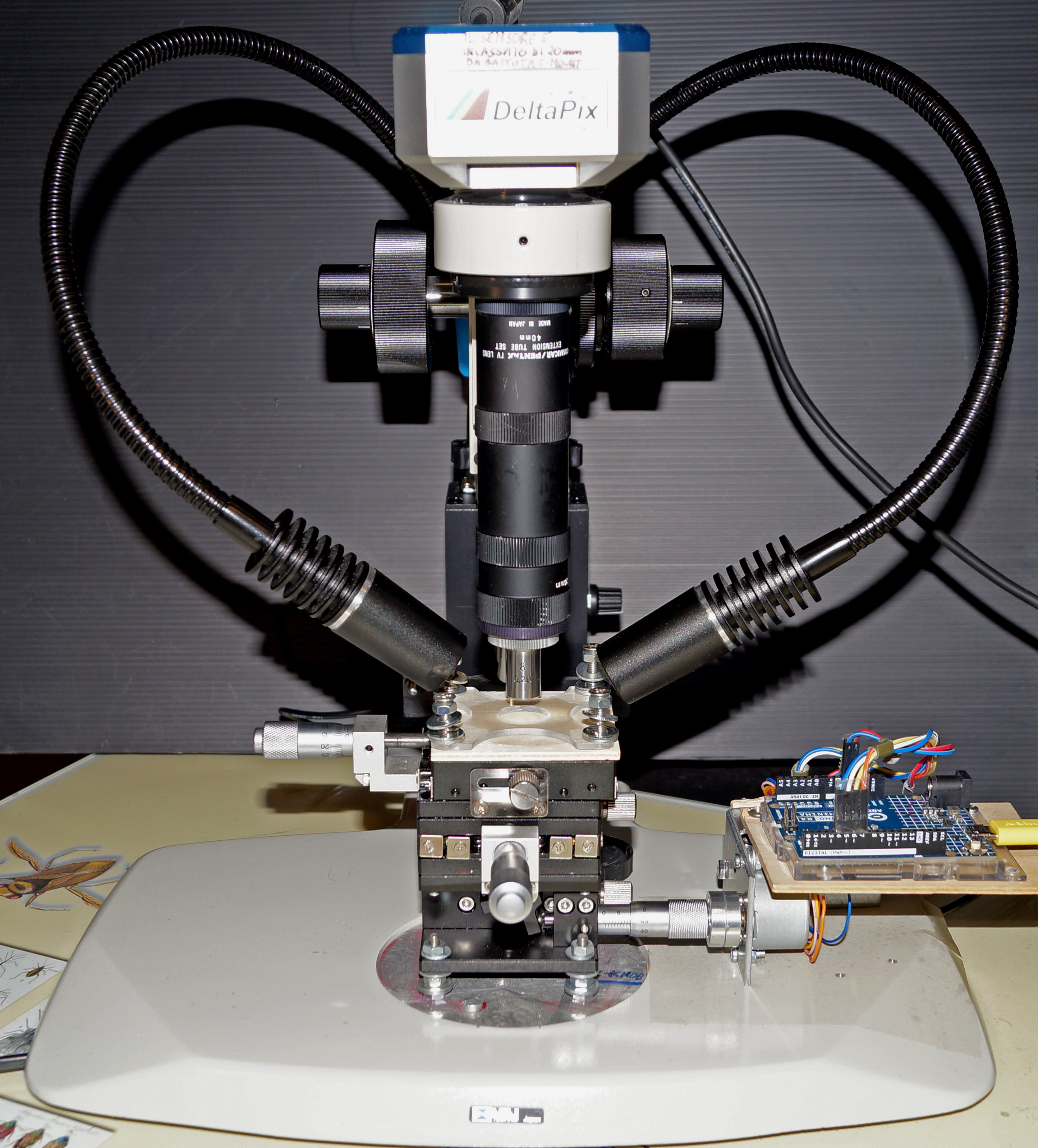 FBB - Foraminiferans from Balluta Bay