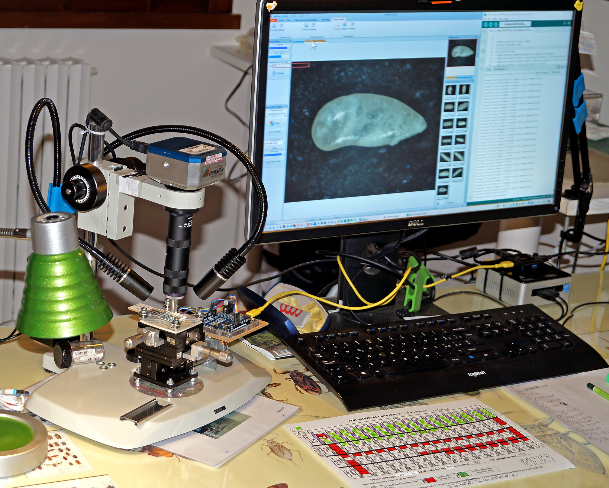 FBB - Foraminiferans from Balluta Bay