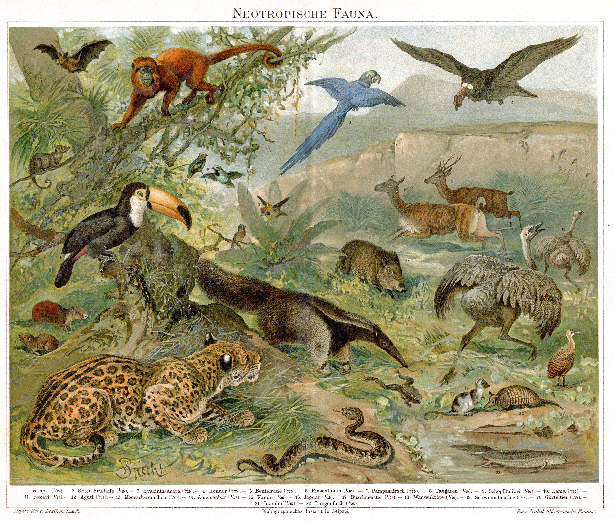 A few illustrations from Meyers Konversations-Lexikon